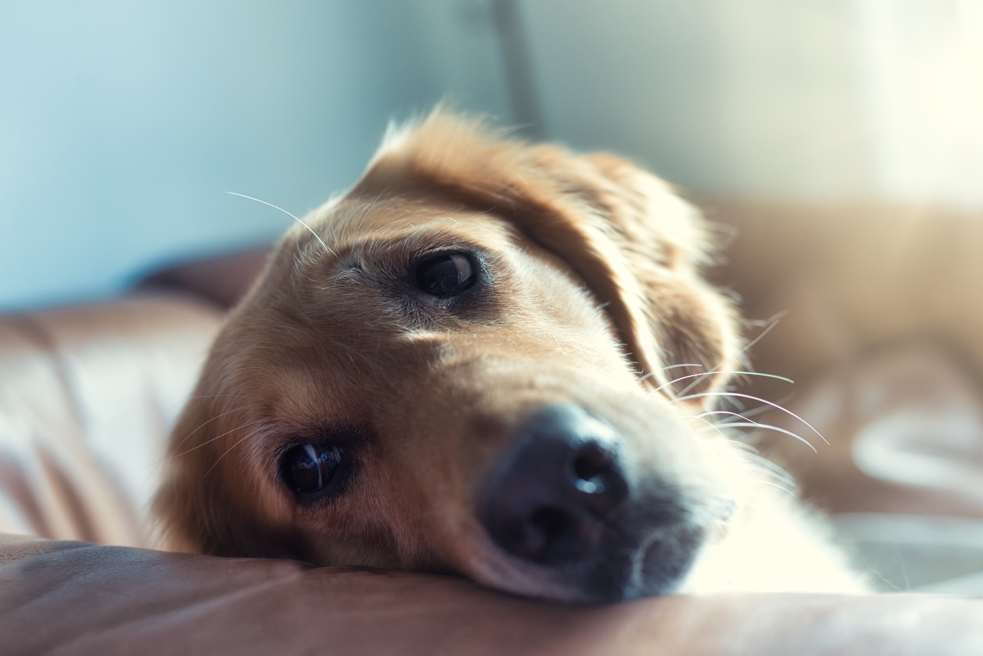5 Ways To Calm a Dog With Anxiety | The Grand Paw